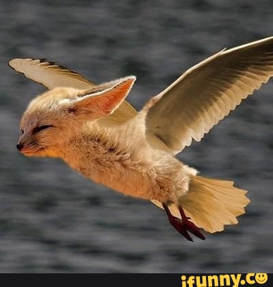Fennec memes. Best Collection of funny Fennec pictures on iFunny