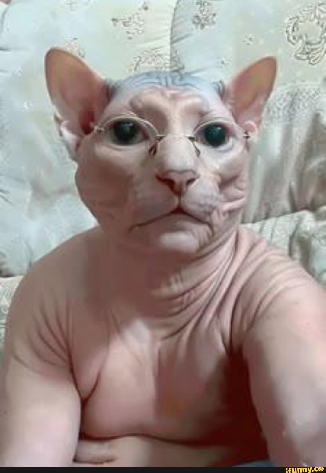 Bingus memes. Best Collection of funny Bingus pictures on iFunny