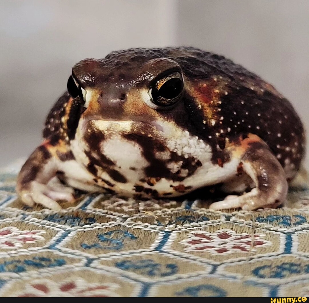 Picture memes fzNXD1kBB by friggin_frog: 3 comments - iFunny