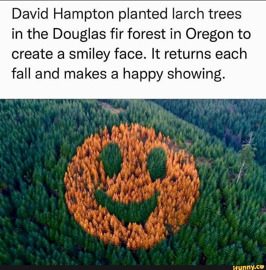 David Hampton planted larch trees in the Douglas fir forest in Oregon ...