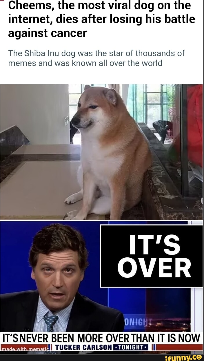 Cheems, the most viral dog on the internet, dies after losing his ...