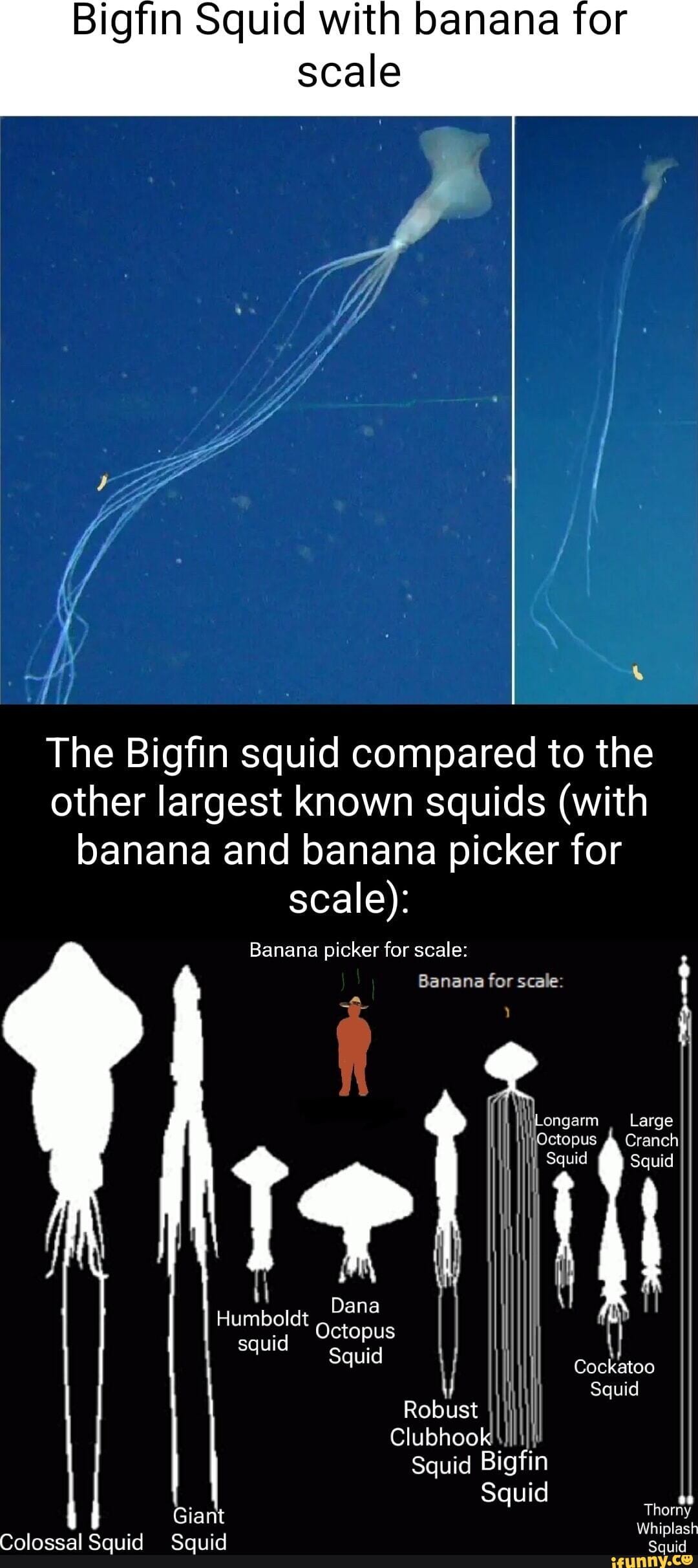 Bigfin Squid with banana for scale The Bigfin squid compared to the ...