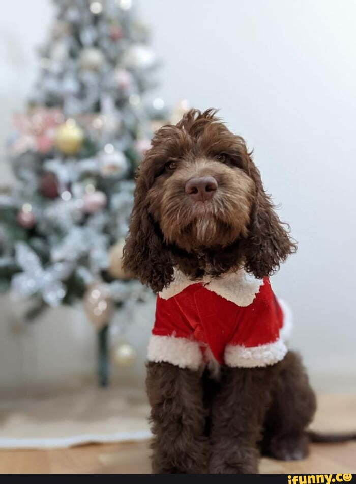 Groodle memes. Best Collection of funny Groodle pictures on iFunny