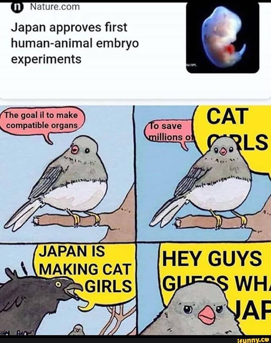 Japan approves first human-animal embryo experiments e goal il to make ...