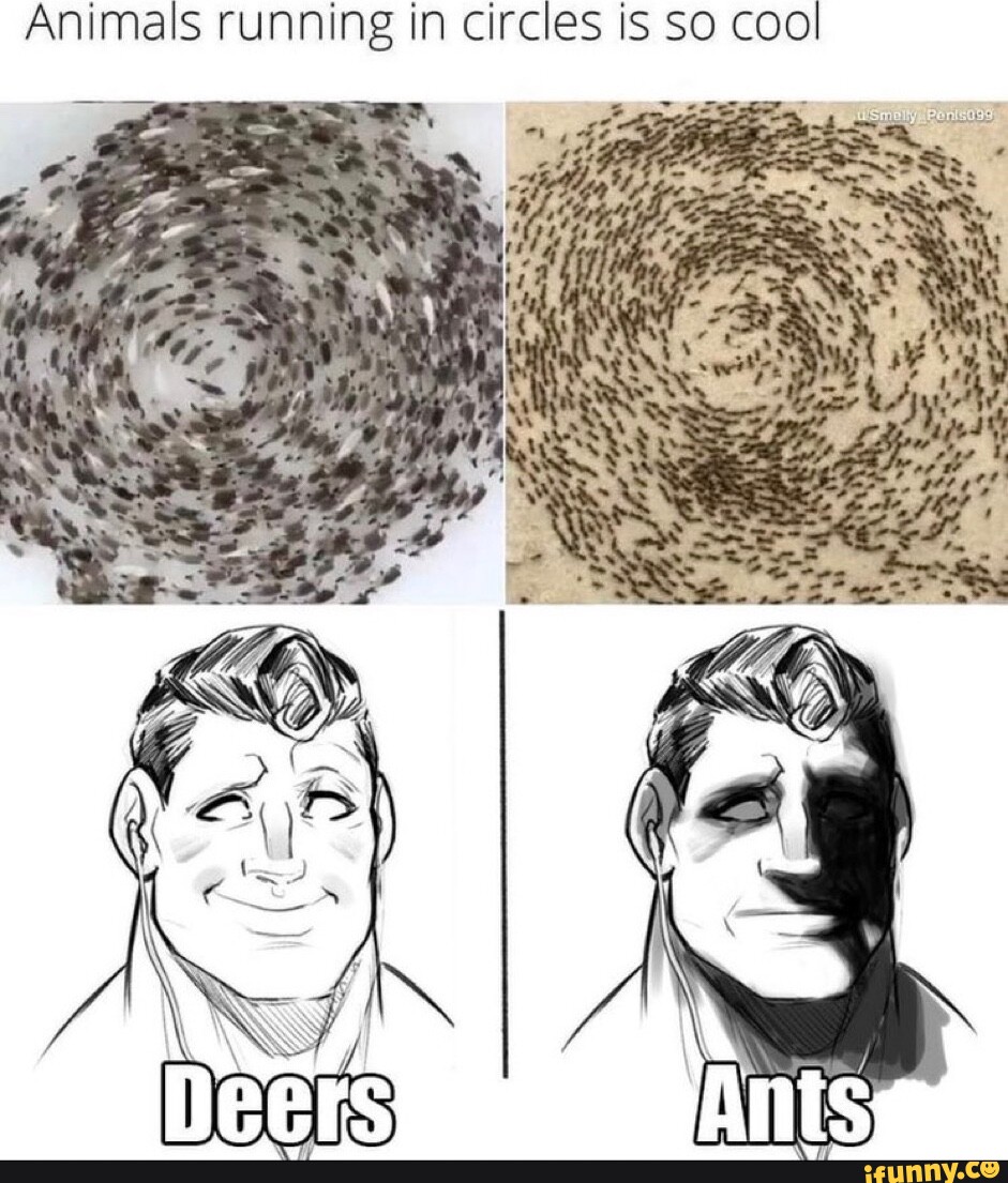 Animals running in circles is so cool - iFunny