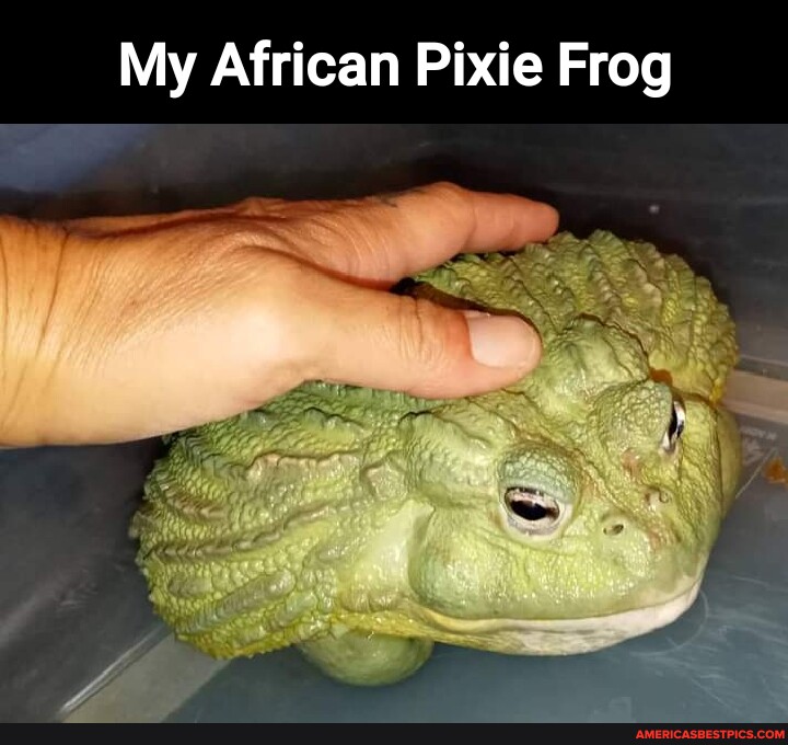 My African Pixie Frog - America’s best pics and videos