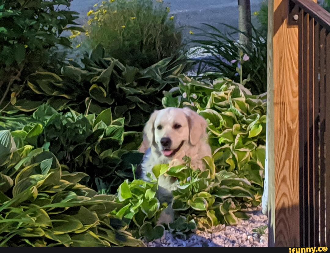 Hostas memes. Best Collection of funny Hostas pictures on iFunny