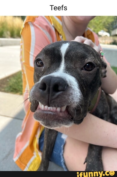 Teefs memes. Best Collection of funny Teefs pictures on iFunny