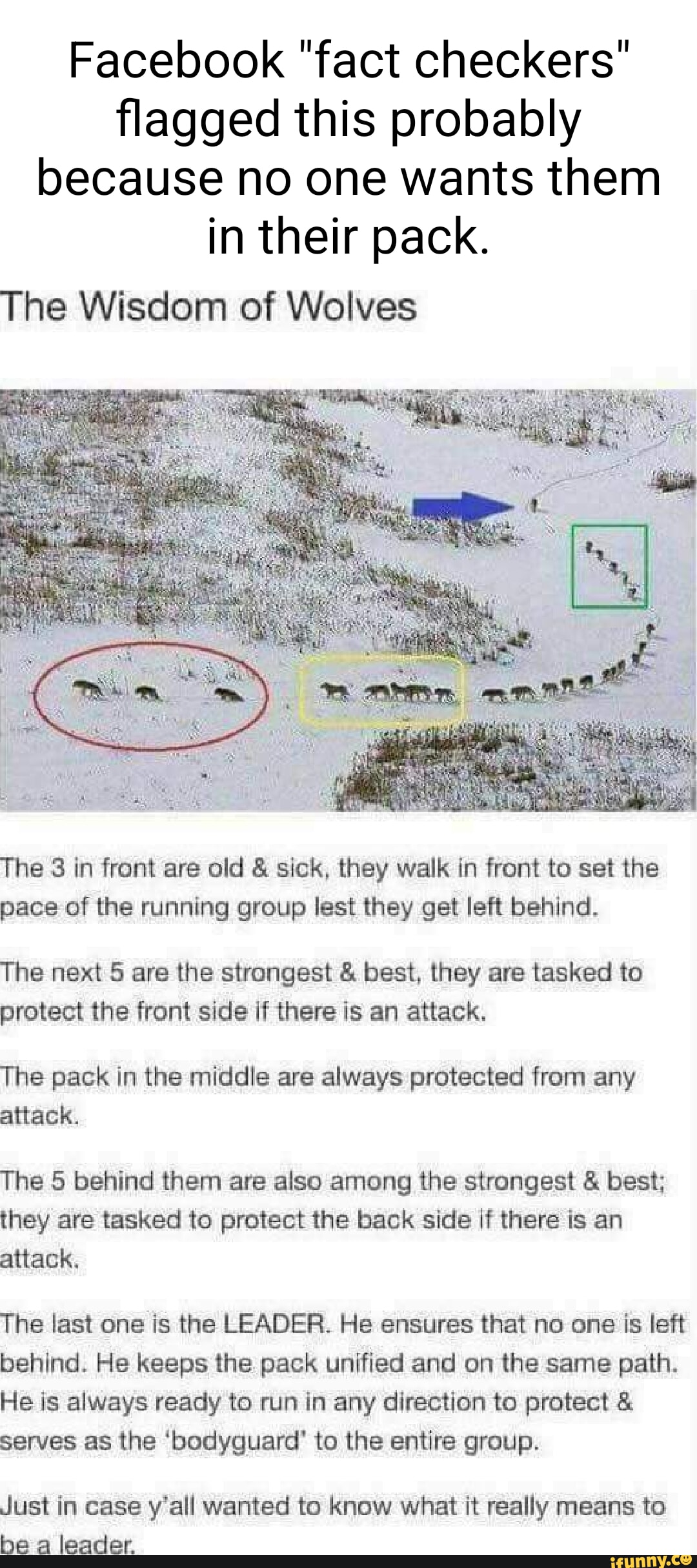 Wolfpack memes. Best Collection of funny Wolfpack pictures on iFunny