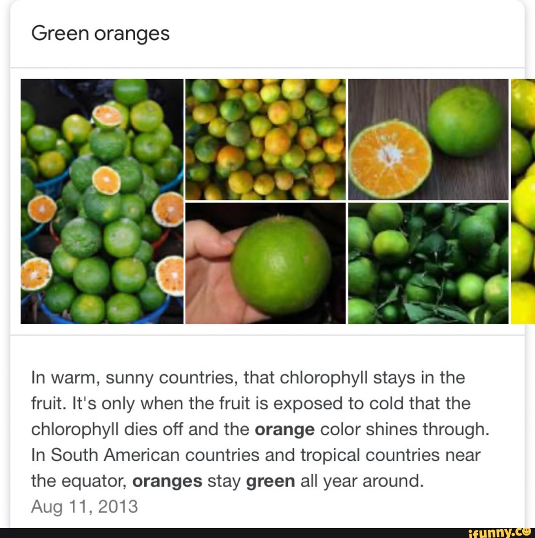 Green oranges In warm, sunny countries, that chlorophyll stays in the ...