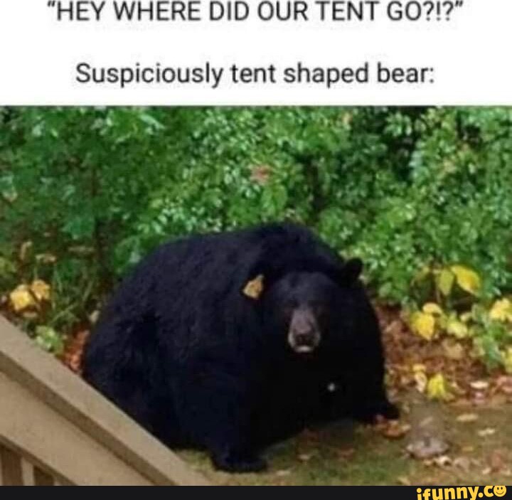 "HEY WHERE DID OUR TENT GO?!? Suspiciously tent shaped bear: ge> - iFunny