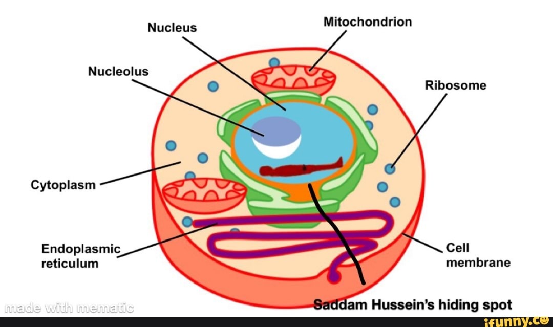 Nucleus Mitochondrion Nucleolus Ribosome Cytoplasm Endoplasmic Cell ...