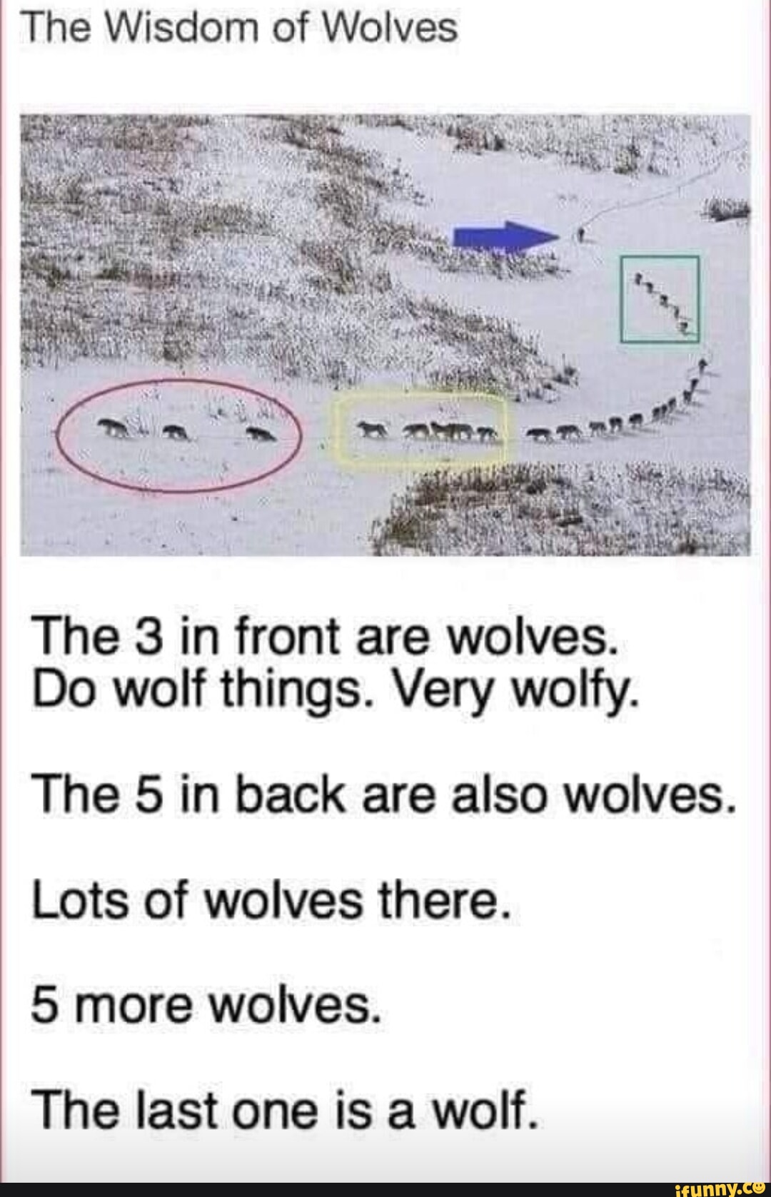 Wolves memes. Best Collection of funny Wolves pictures on iFunny