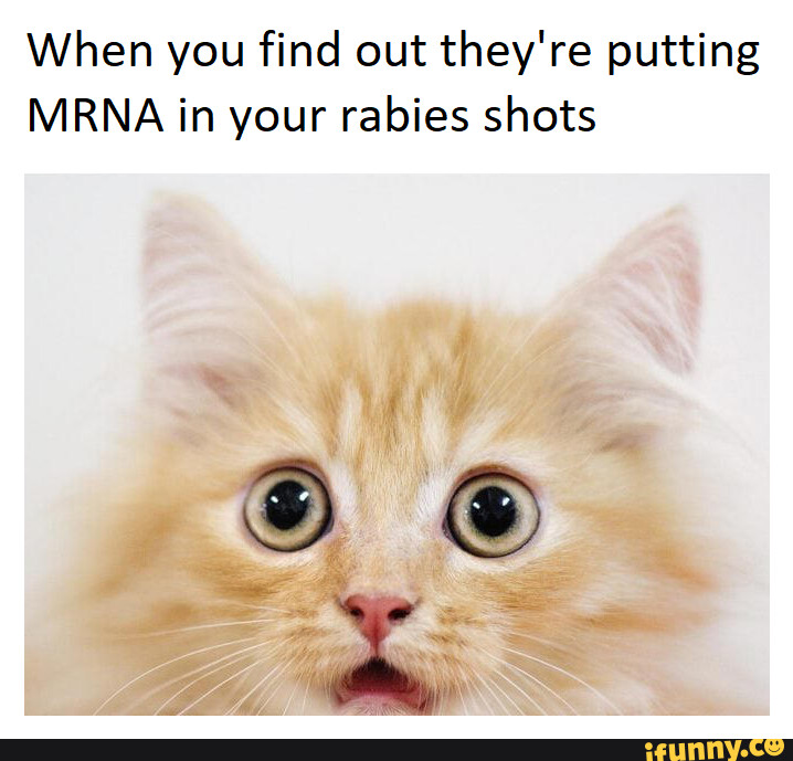 Rabies memes. Best Collection of funny Rabies pictures on iFunny