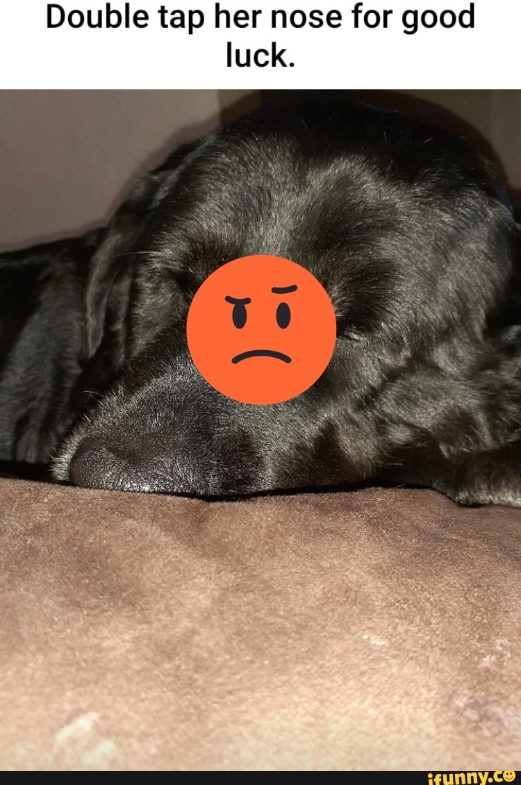 Double tap her nose for good luck. - iFunny