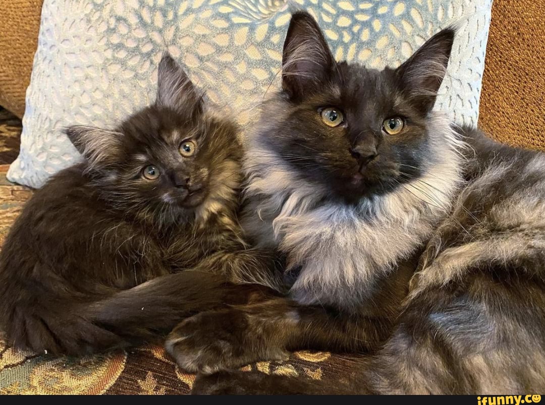 Tronder memes. Best Collection of funny Tronder pictures on iFunny