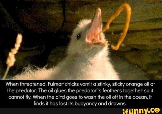 When threatened, Fulmar chicks vomit a stinky, sticky orange oil at the ...