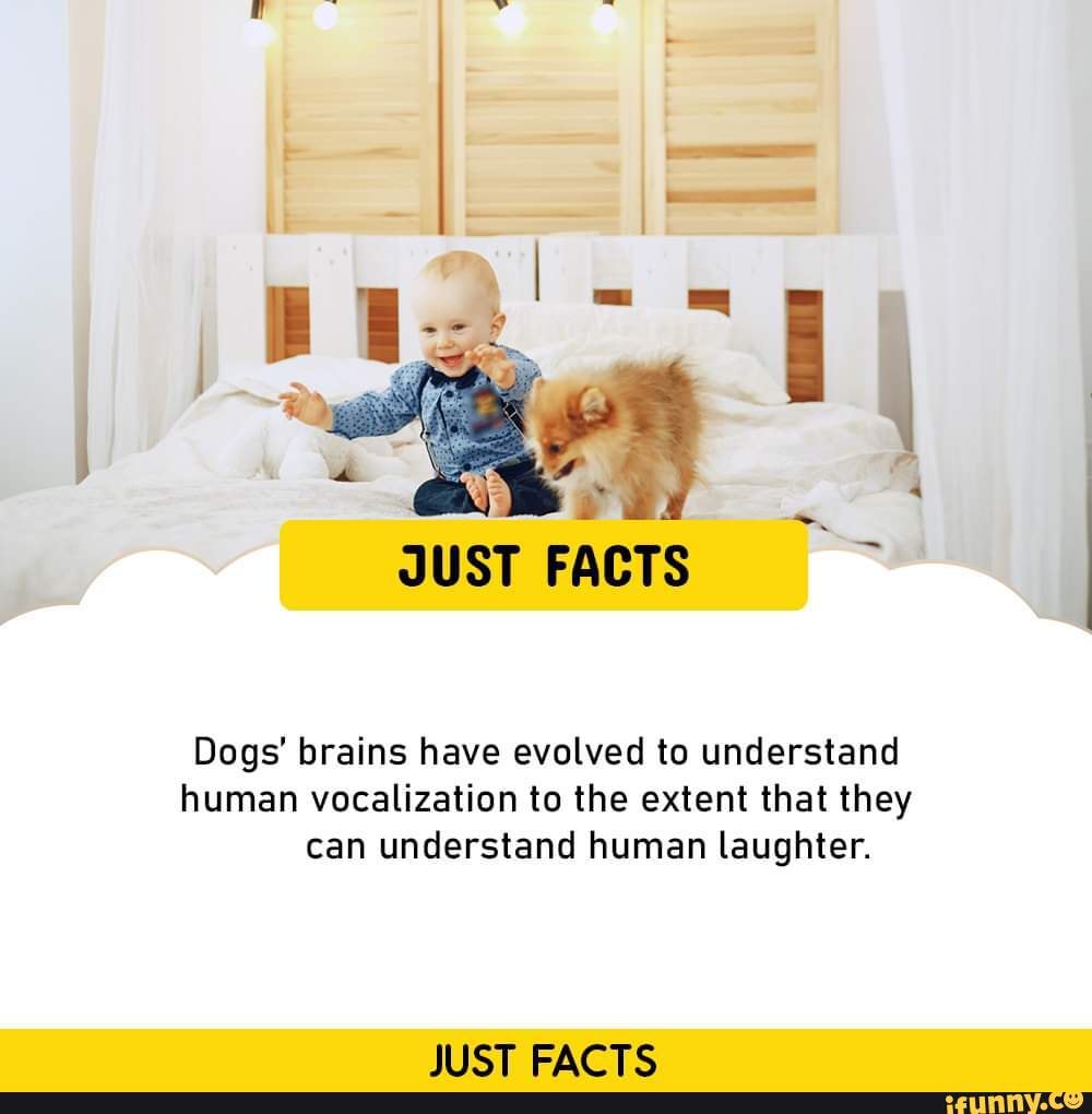 JUST FACTS Dogs' brains have evolved to understand human vocalization ...