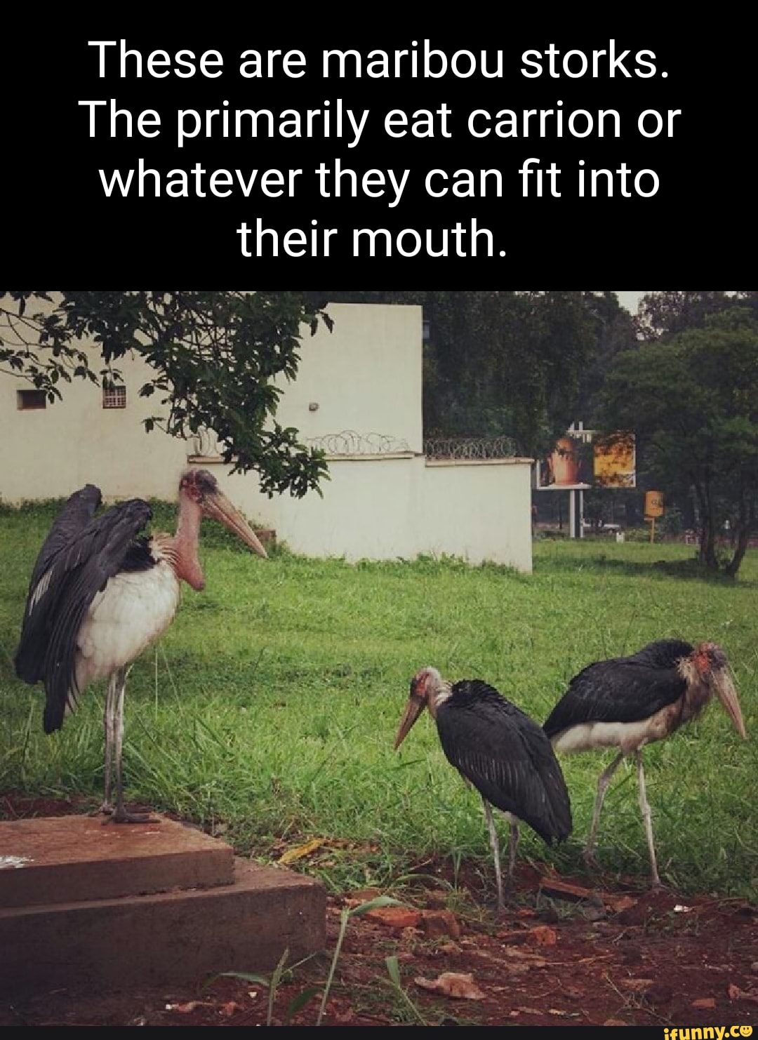 Storks memes. Best Collection of funny Storks pictures on iFunny