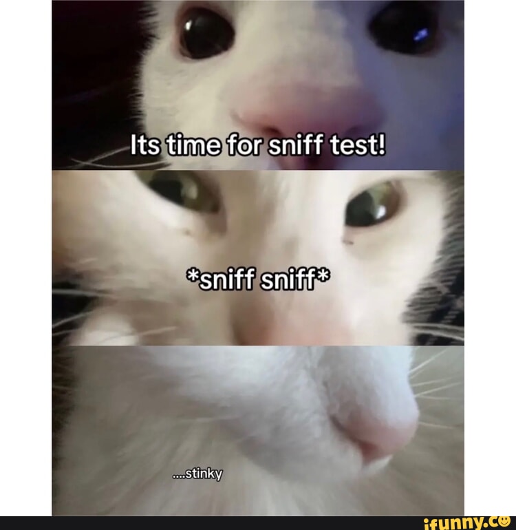 Its time for sniff test! *sniff sniff* tinky - iFunny