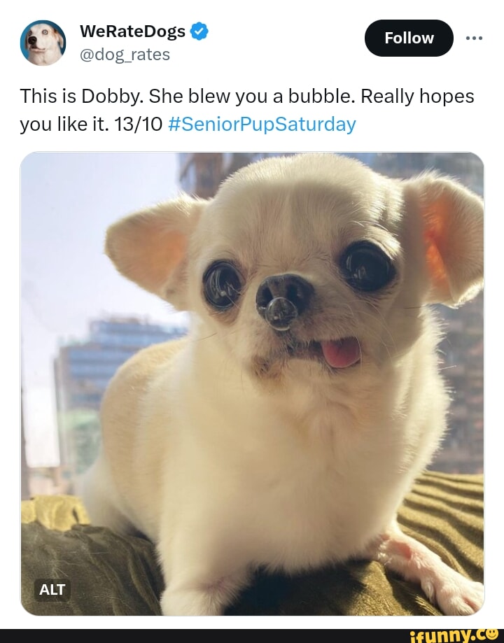Dobby Dog Meme