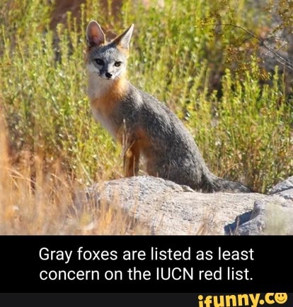 Gray foxes are listed as least concern on the IUCN red list. - iFunny