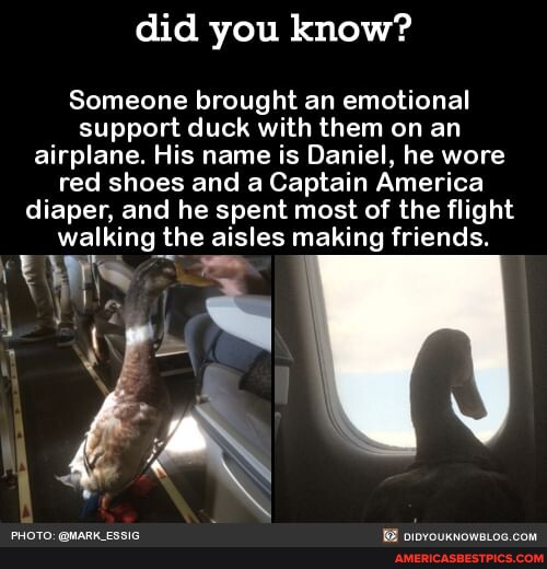 Did you know? Someone brought an emotional support duck with them on an ...