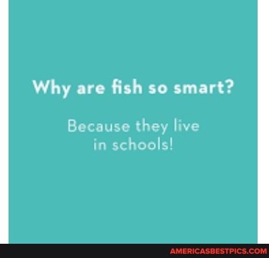 Why are fish so smart? Because they live in schools! - America’s best ...
