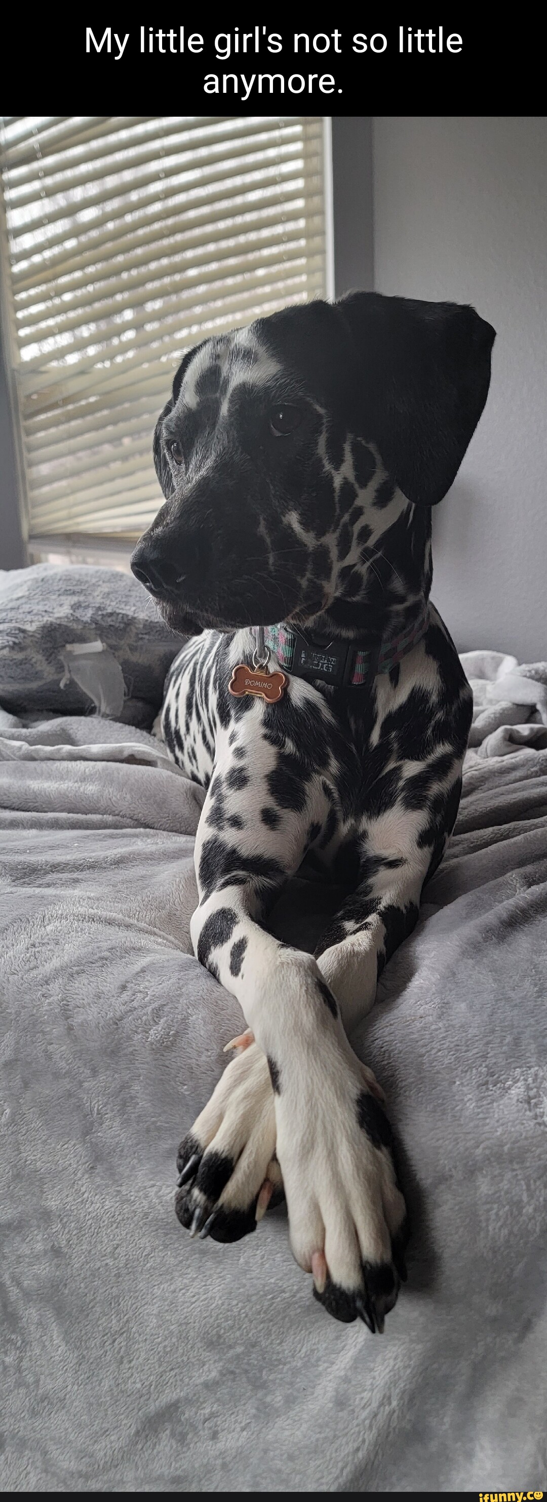 My little girl's not so little anymore. - iFunny