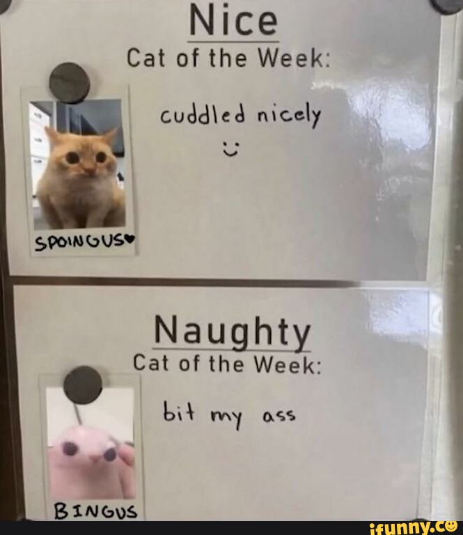 Ice Cat of the Week: cuddled nicely SPOINOUSY Naughty Cat of the Week ...