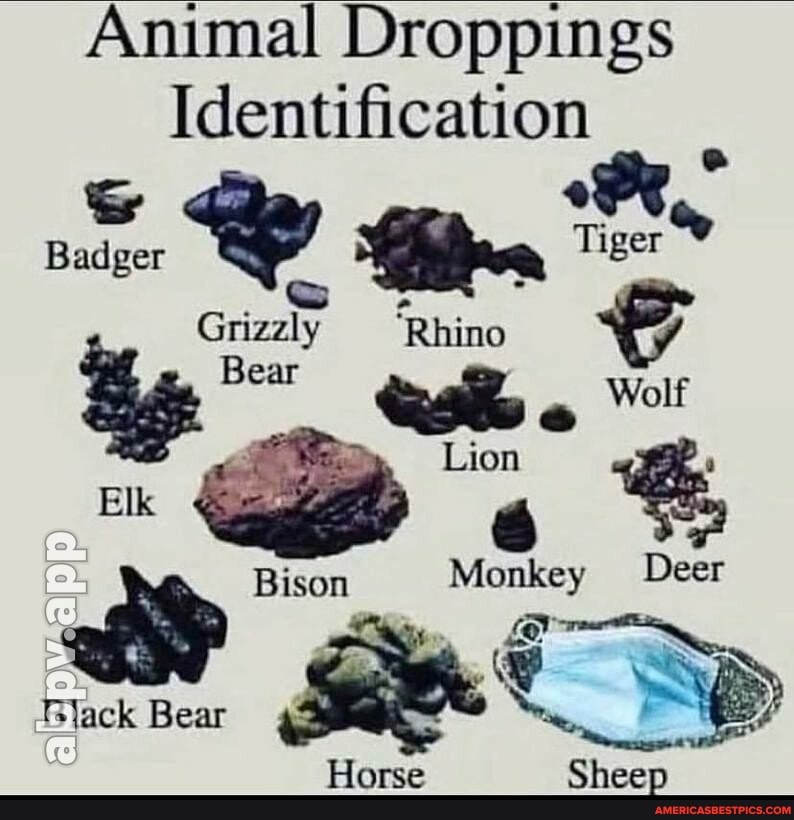 Animal Droppings identification Badger Bear Grizzly 'Rhino ear Wolf ...