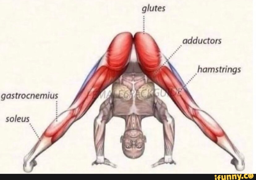 Hamstrings memes. Best Collection of funny Hamstrings pictures on iFunny
