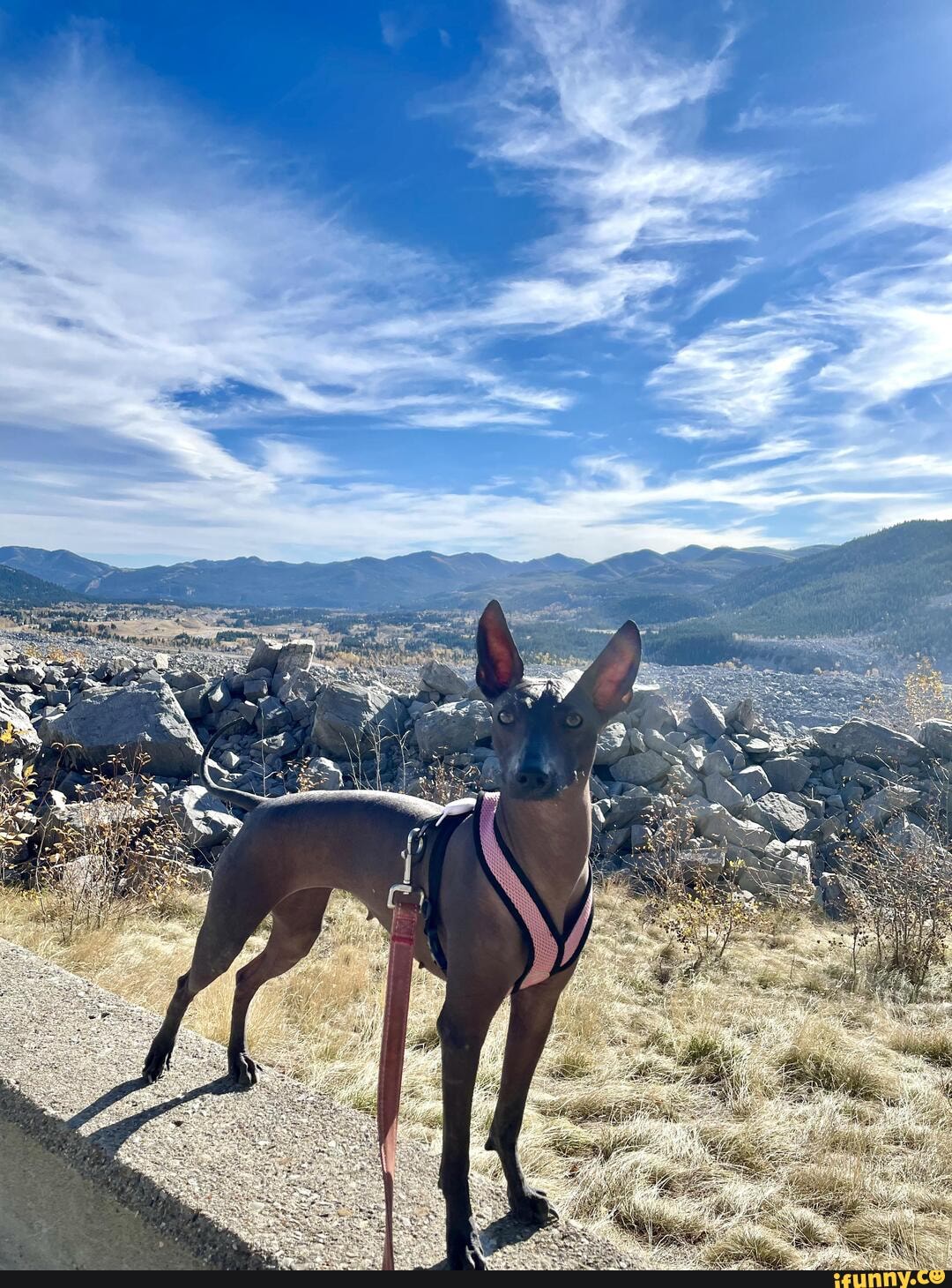 Xoloitzcuintli memes. Best Collection of funny Xoloitzcuintli pictures ...