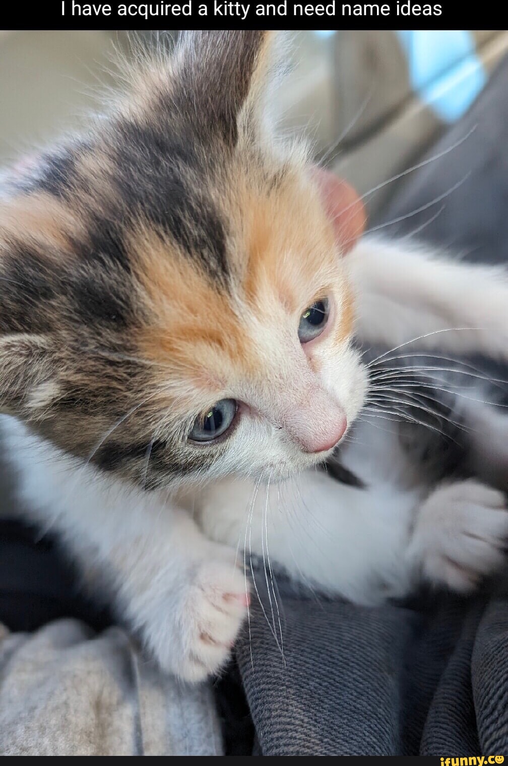 I have acquired a kitty and need name ideas - iFunny