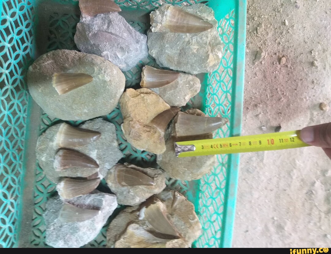 Mosasaurus memes. Best Collection of funny Mosasaurus pictures on iFunny