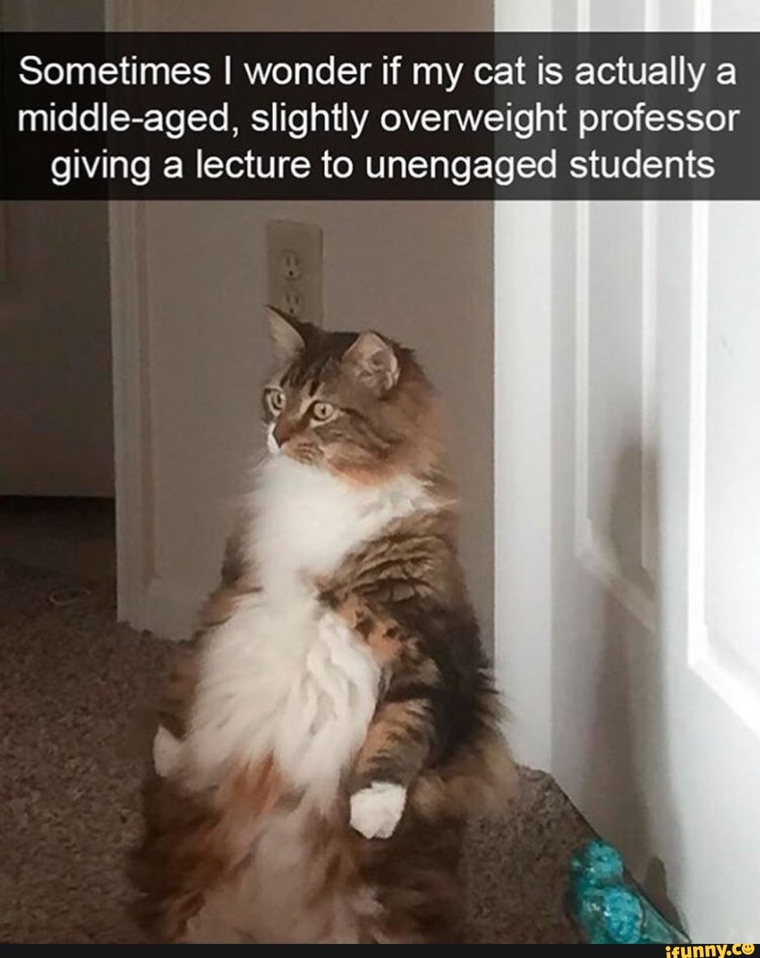 A Sometimes I wonder if my cat is actually a middle-aged, slightly ...