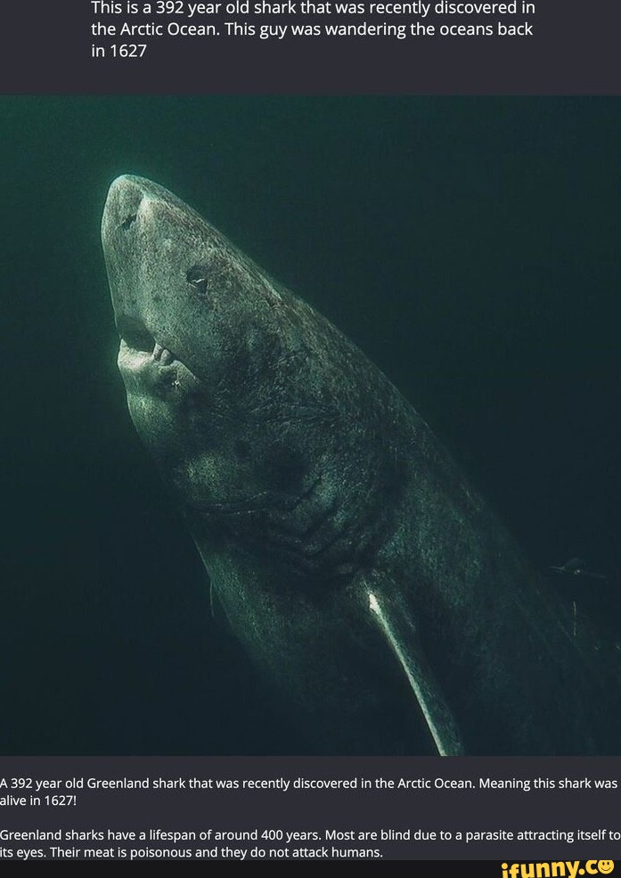This is a 392 year old shark that was recently discovered in the Arctic ...