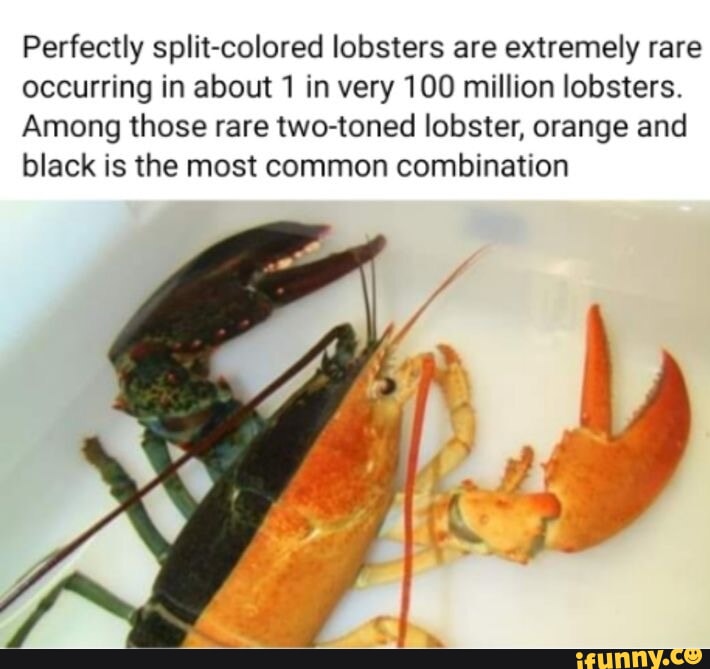 Perfectly split-colored lobsters are extremely rare occurring in about ...