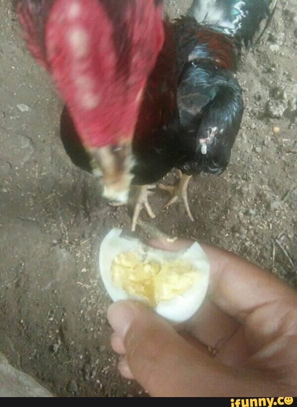 Cursed_eating memes. Best Collection of funny Cursed_eating pictures on ...