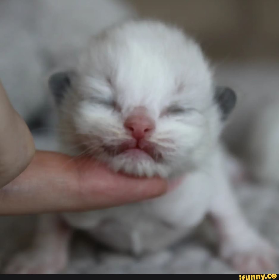 Keshi memes. Best Collection of funny Keshi pictures on iFunny