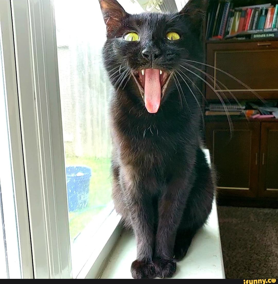 Gidget memes. Best Collection of funny Gidget pictures on iFunny