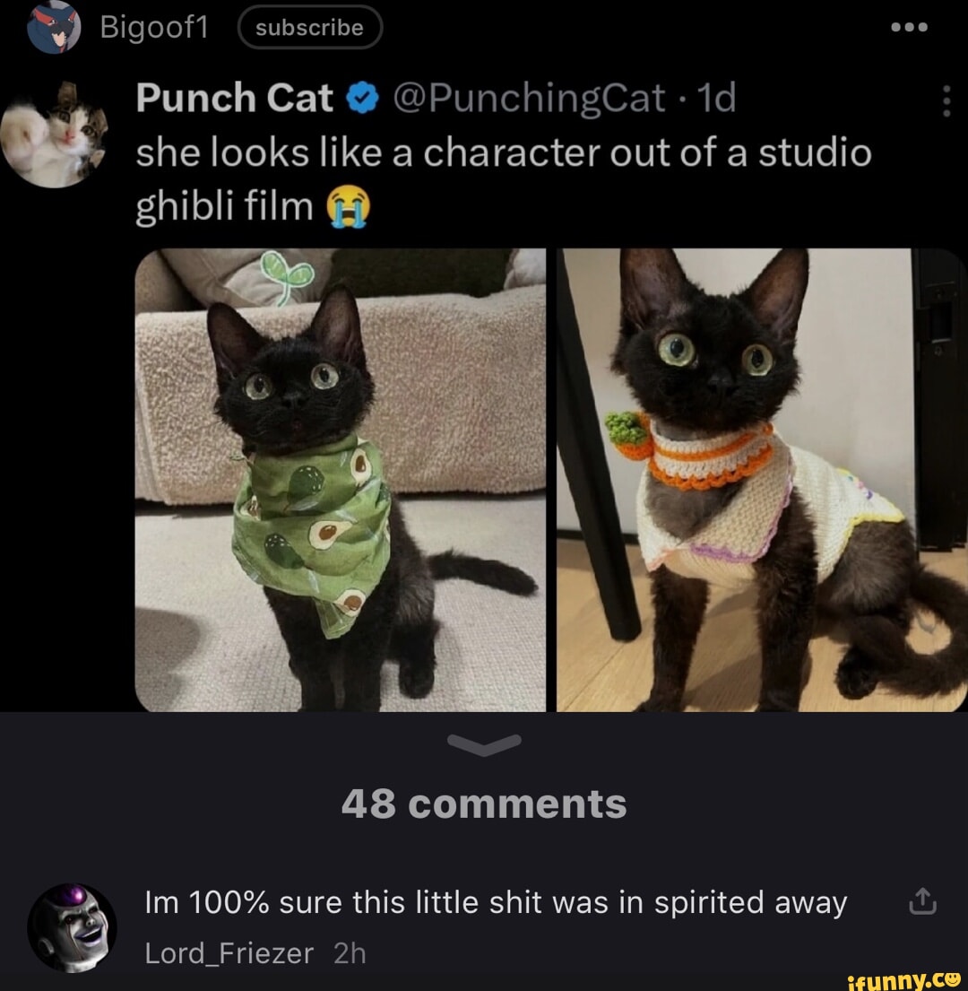 Bigoofl subscribe Punch Cat @PunchingCat id she looks like a character out of a studio ghibli ...