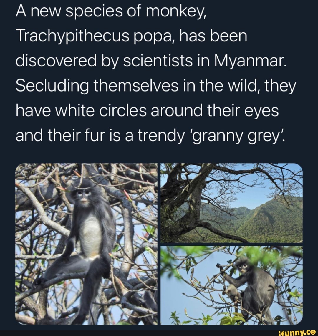 Anew species of monkey, Trachypithecus popa, has been discovered by ...