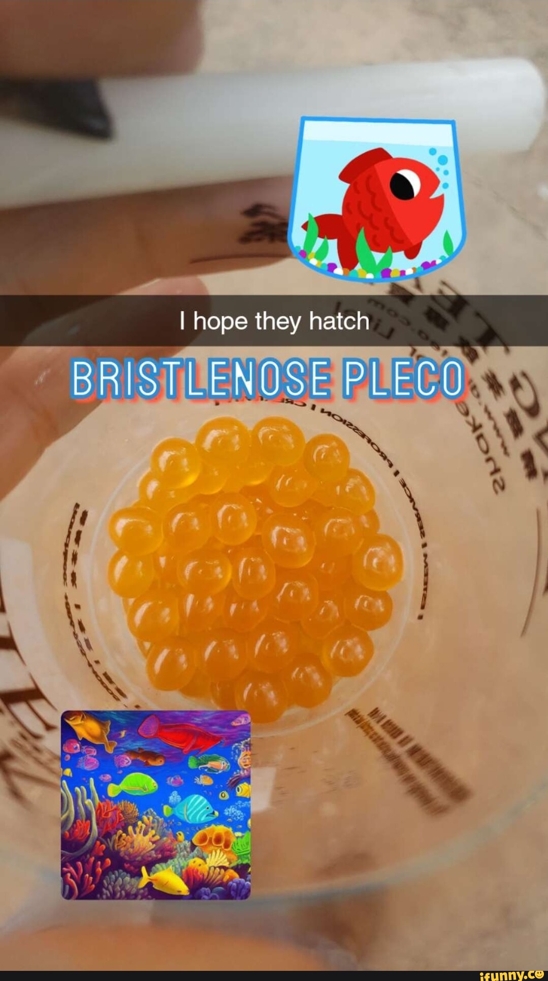 Pleco memes. Best Collection of funny Pleco pictures on iFunny