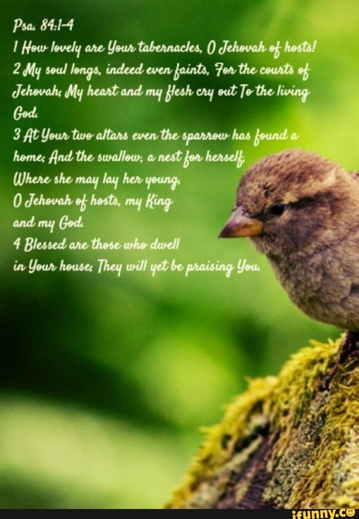 Hestal memes. Best Collection of funny Hestal pictures on iFunny