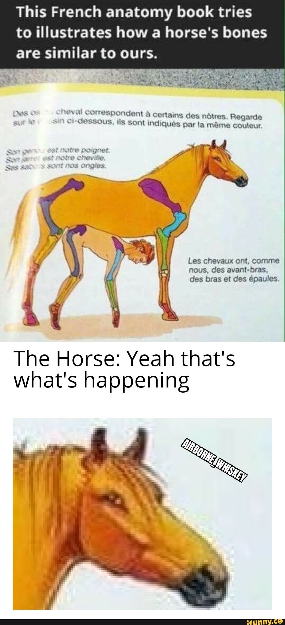 This French anatomy book tries to illustrates how a horse's bones are ...