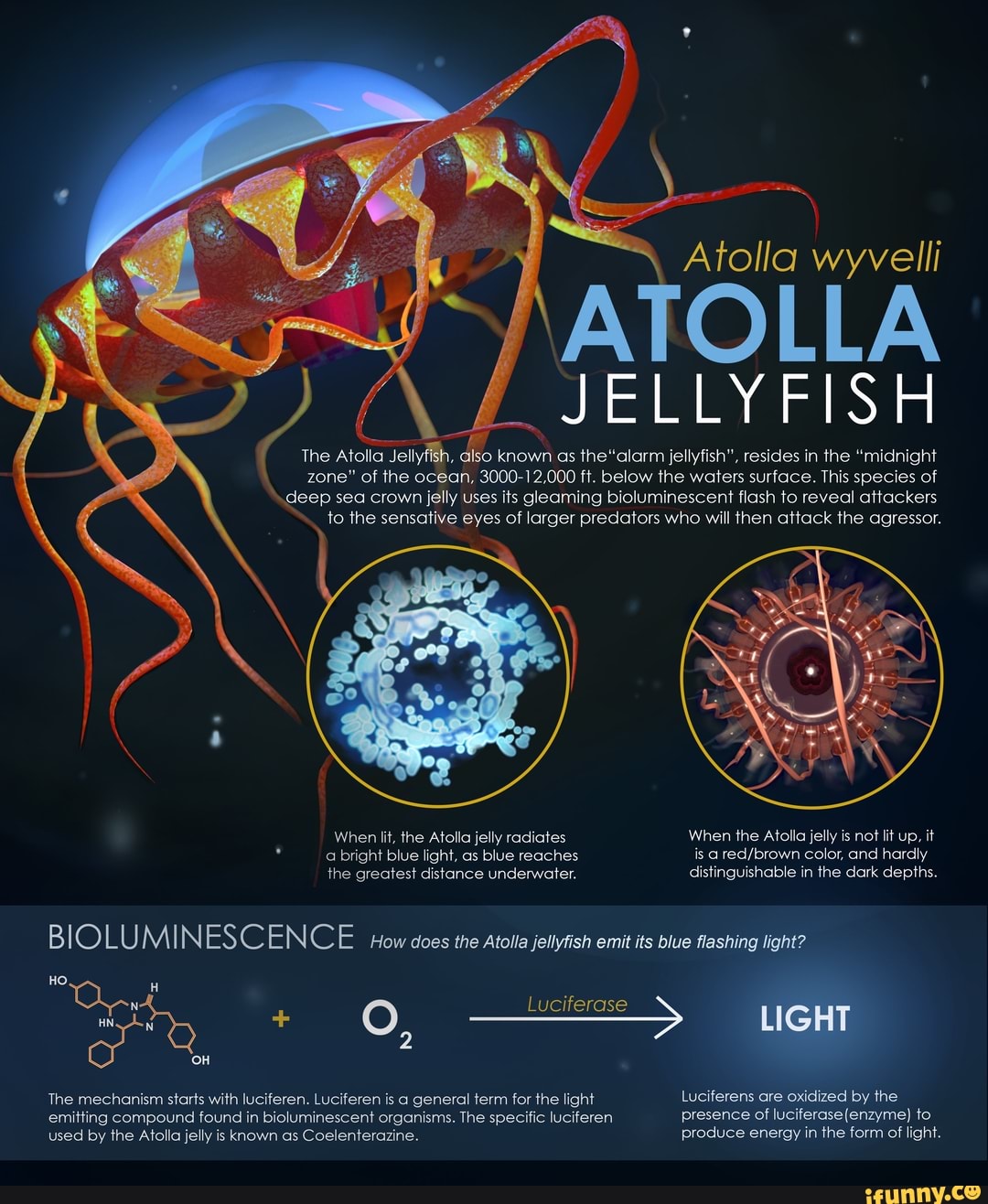 Atolla wyvelli ATOLLA \ JELLYFISH The Atolla Jellyfish, known as ...
