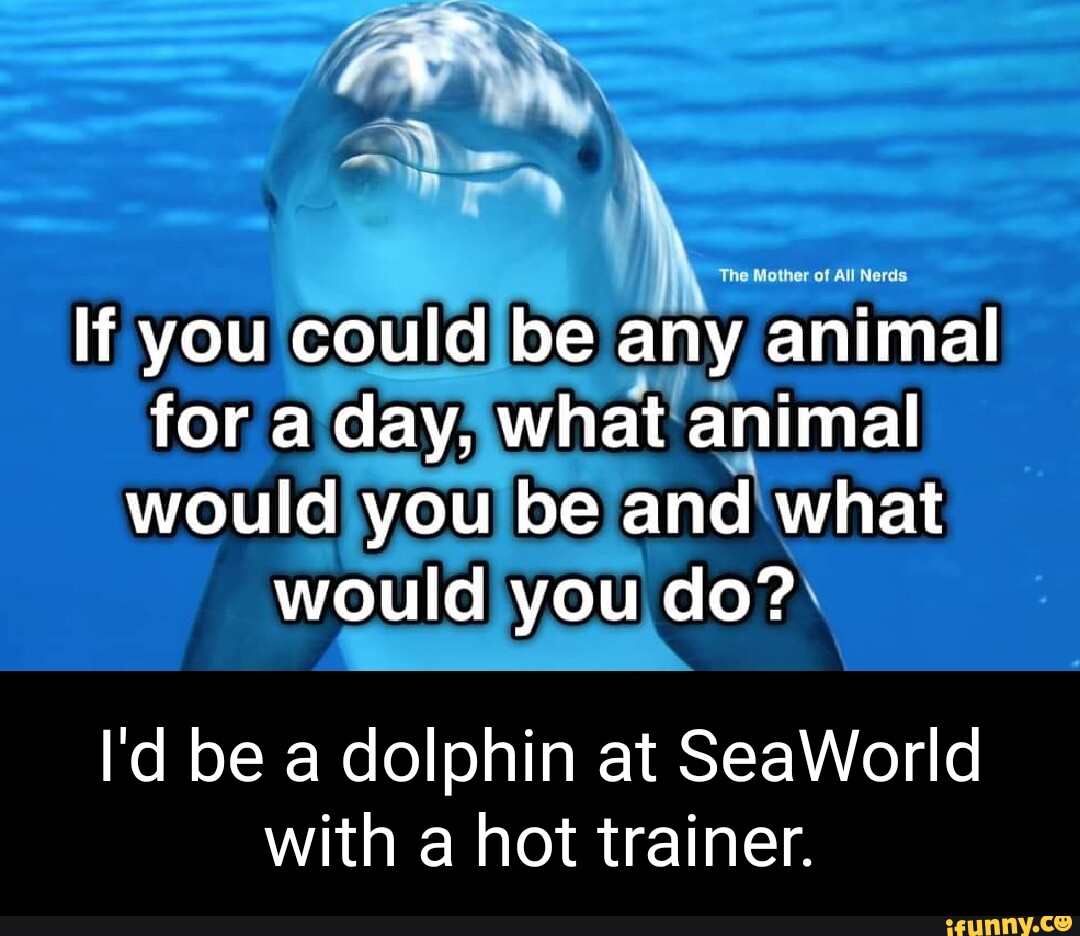 Seaworld memes. Best Collection of funny Seaworld pictures on iFunny