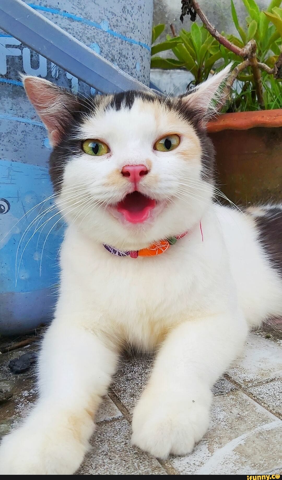 Puchi memes. Best Collection of funny Puchi pictures on iFunny