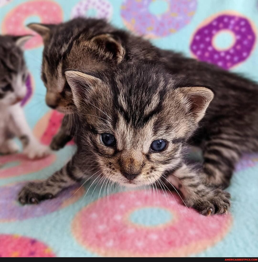 Angus instagram.com/colorado_kittens/ - America’s best pics and videos
